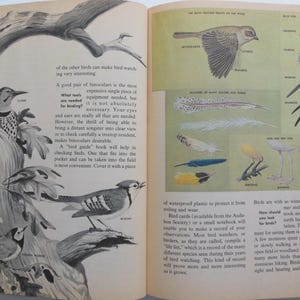 Birds How and Why Wonder Book 5009 by Robert Mathewson, Vintage ...