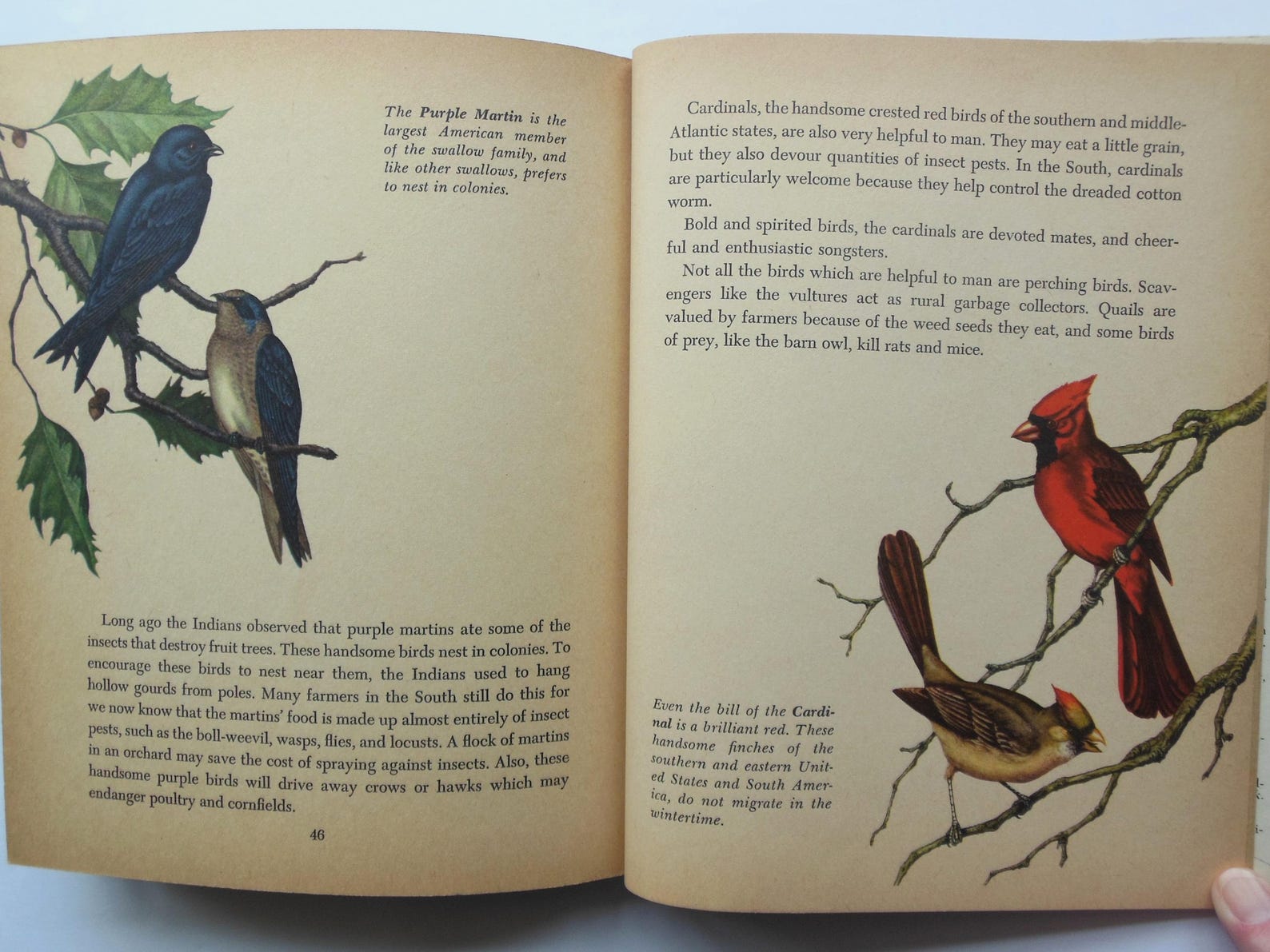 Birds of the World Children's Book Introduction to the Study by Eunice ...