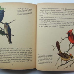 Birds of the World Children's Book Introduction to the Study by Eunice ...
