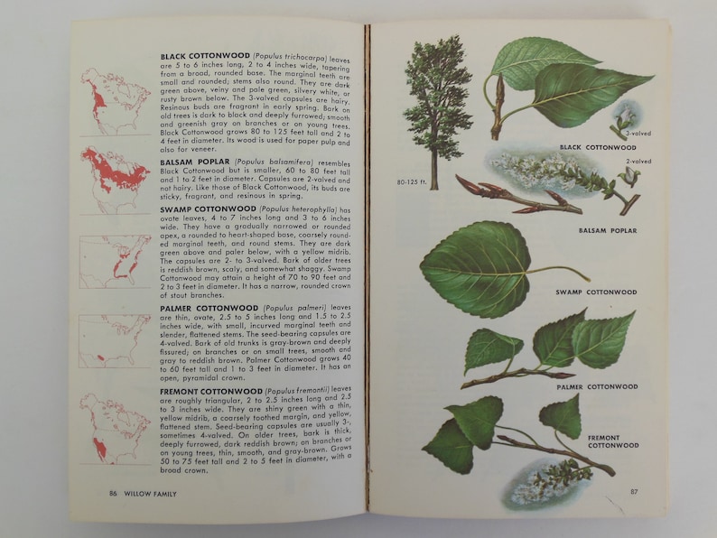 Trees of North America A Guide to Field Identification by C - Etsy