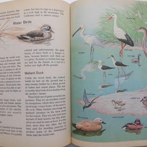 Birds How and Why Wonder Book 5009 by Robert Mathewson, Vintage ...