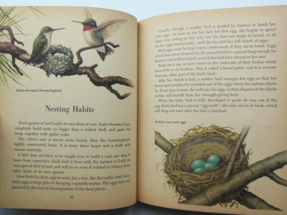 Birds of the World Children's Book Introduction to the Study by Eunice ...