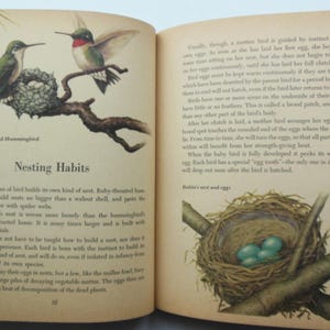 Birds of the World Children's Book Introduction to the Study by Eunice ...
