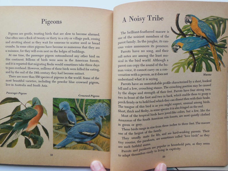 Birds of the World Children's Book Introduction to the Study by Eunice ...