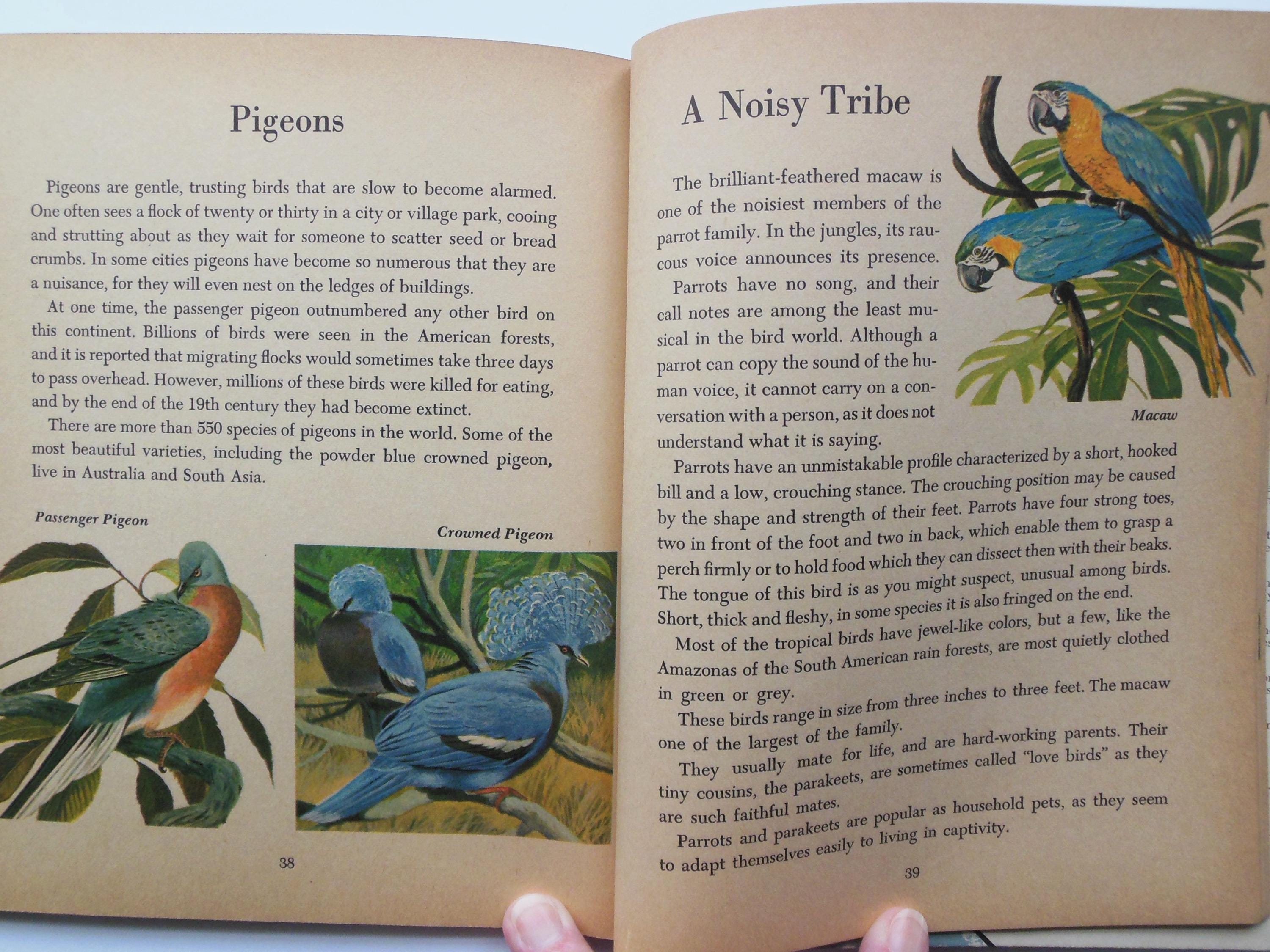 Birds of the World Children's Book Introduction to the Study by Eunice ...