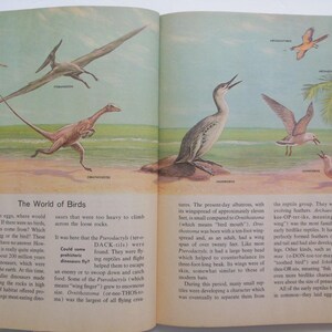 Birds How and Why Wonder Book 5009 by Robert Mathewson, Vintage ...