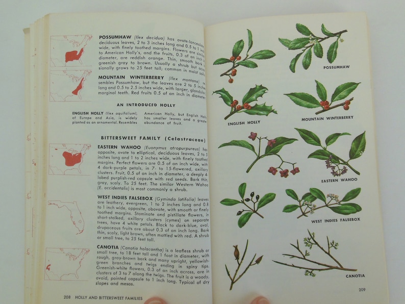 Trees of North America A Guide to Field Identification by C - Etsy