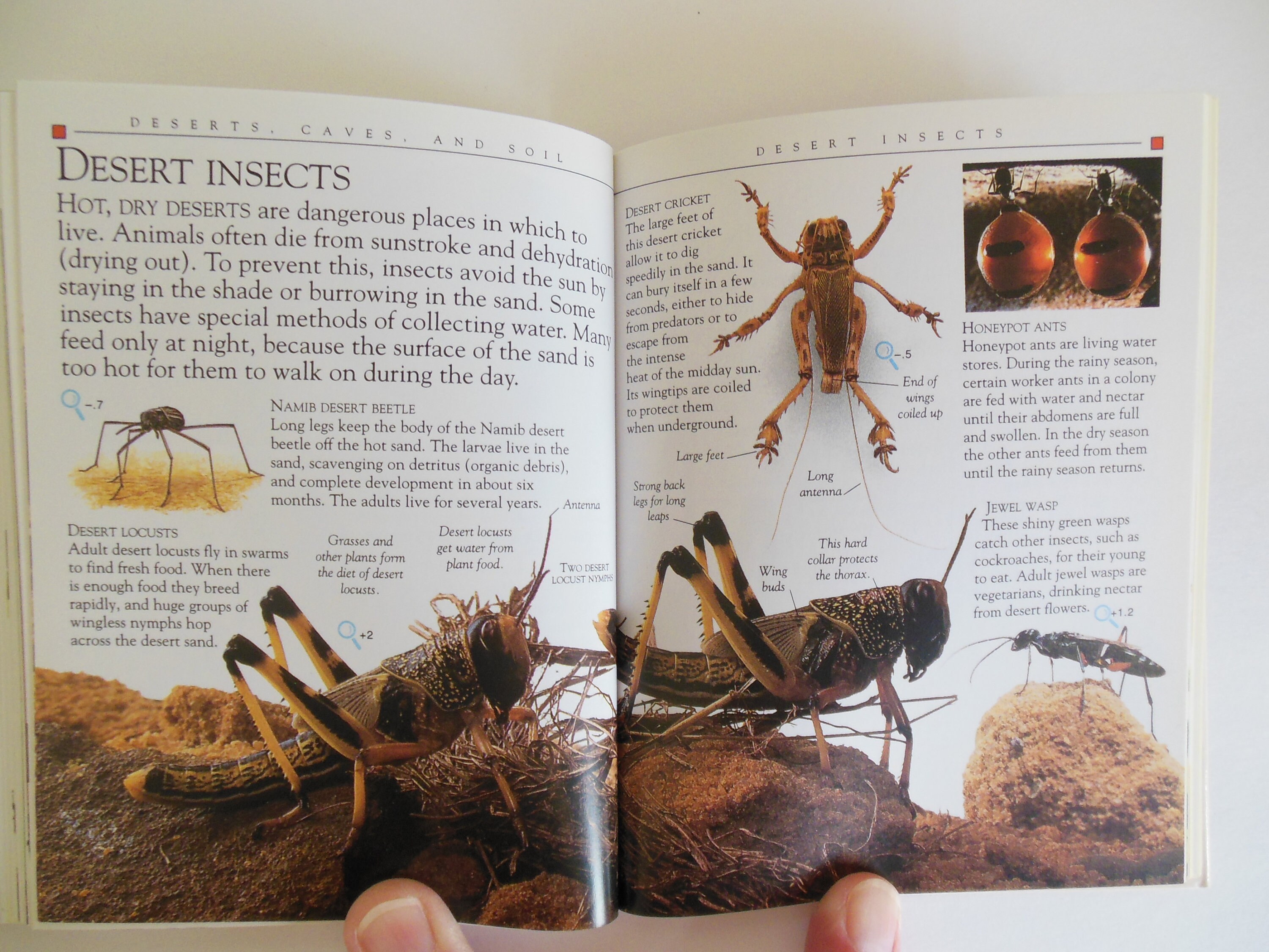Insects Pocket Book Pockets Full of Knowledge by Laurence - Etsy