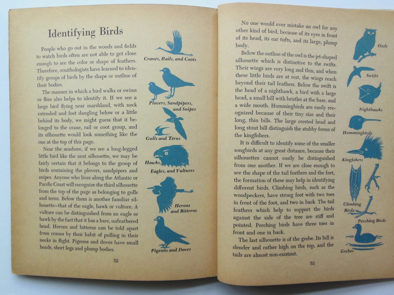Birds of the World Children's Book Introduction to the Study by Eunice ...