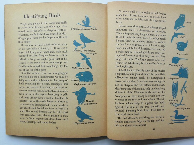 Birds of the World Children's Book Introduction to the Study by Eunice ...
