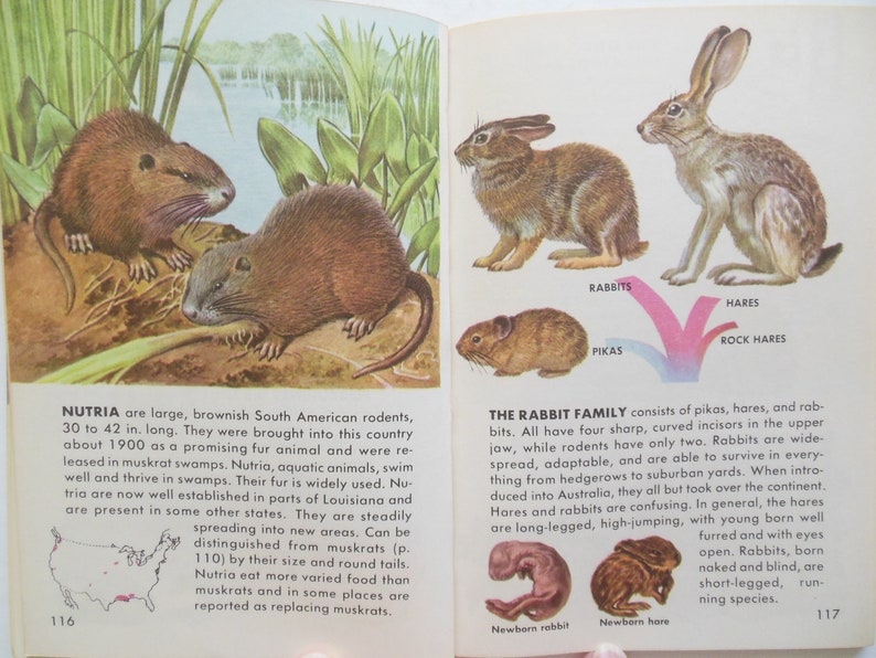 Mammals Guide to Familiar American Species 497 by Herbert Zim, Golden ...