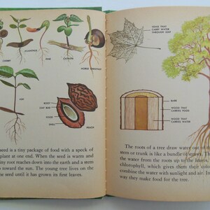 The Wonder Book of Trees 827, by Cynthia and Alvin Koehler, 1974 ...