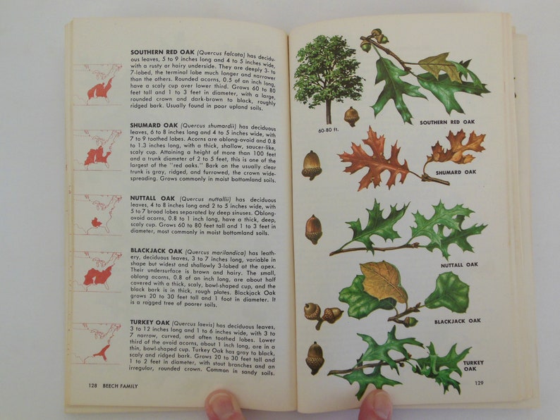 Trees of North America A Guide to Field Identification by C - Etsy
