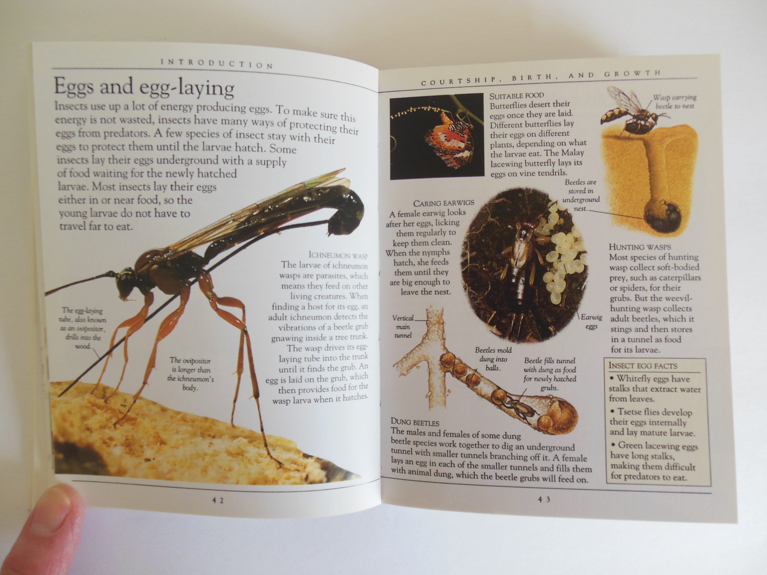 Insects Pocket Book Pockets Full of Knowledge by Laurence - Etsy