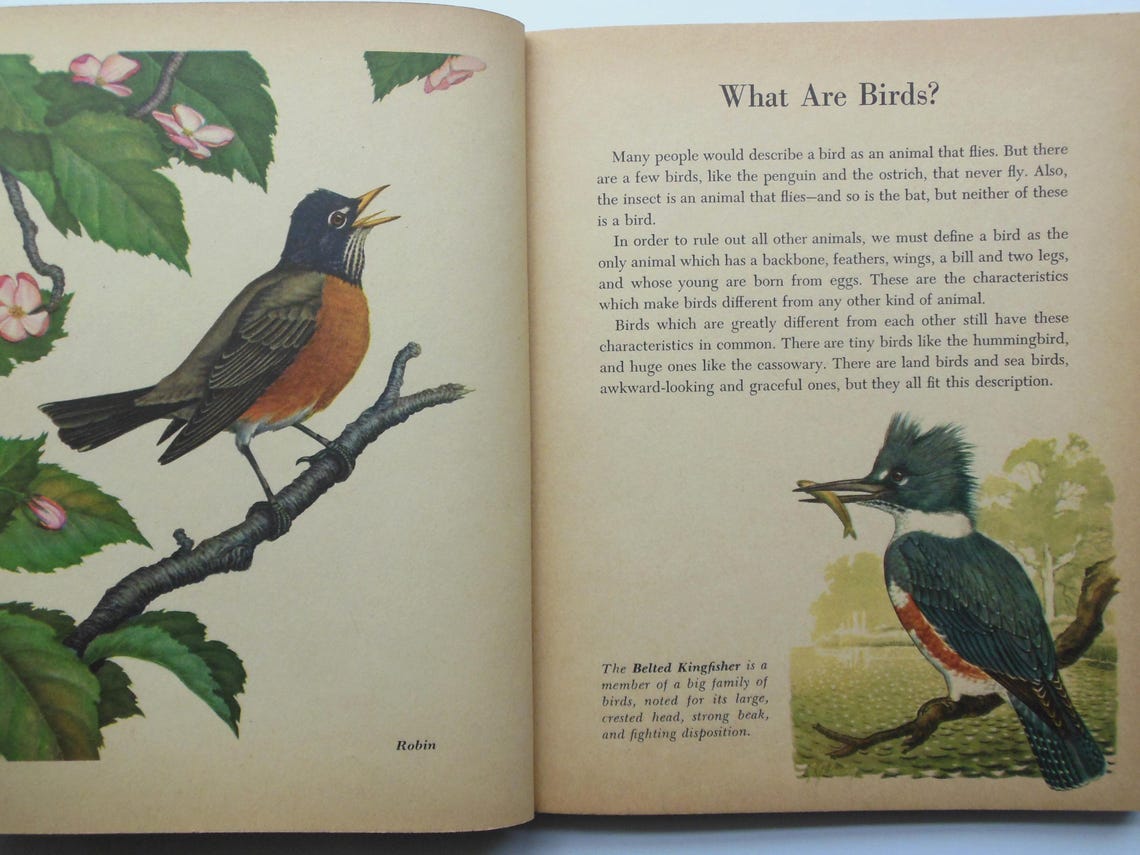 Birds of the World Children's Book Introduction to the Study by Eunice ...