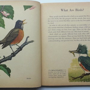 Birds of the World Children's Book Introduction to the Study by Eunice ...