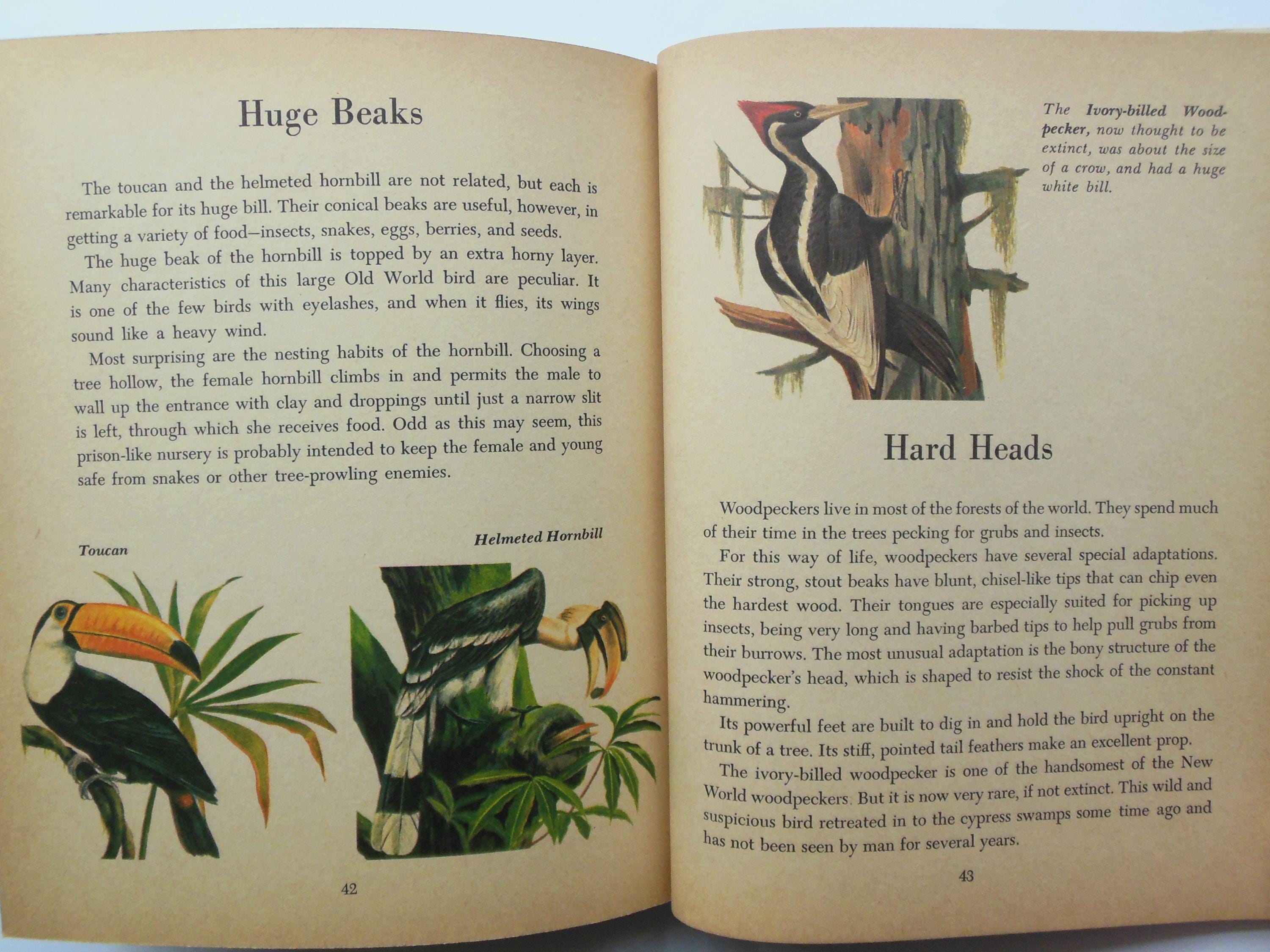 Birds of the World Children's Book Introduction to the Study by Eunice ...
