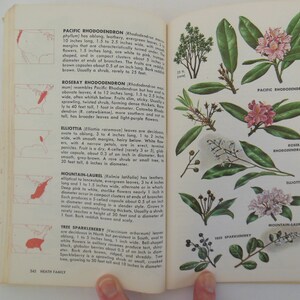 Trees of North America, A Guide to Field Identification, by C Frank ...