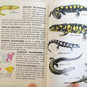 Reptiles and Amphibians a Golden Guide to 212 Familiar American Species ...