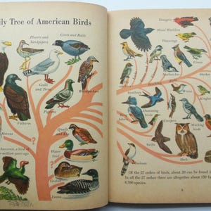Birds of the World Children's Book Introduction to the Study by Eunice ...