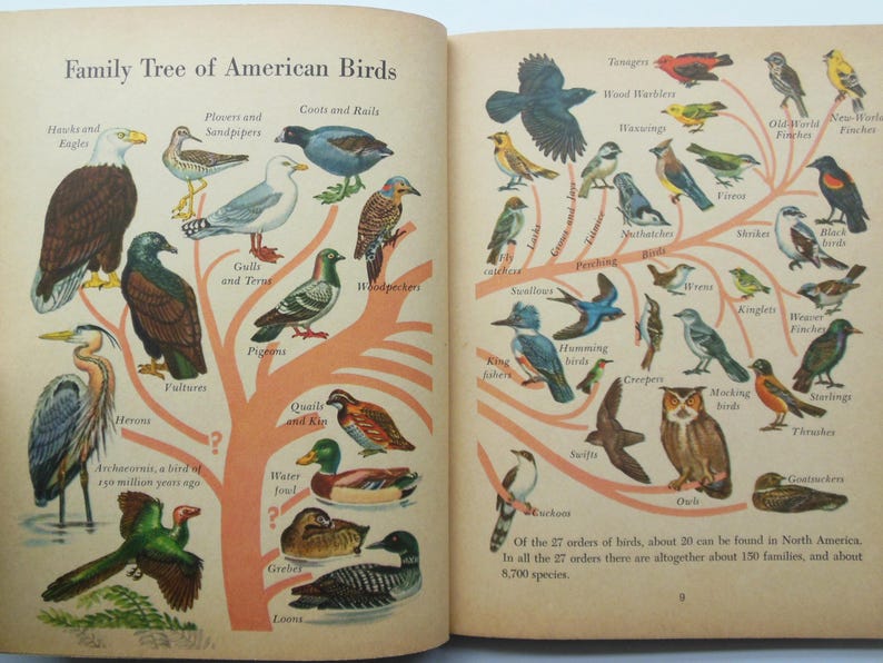 Birds of the World Children's Book Introduction to the Study by Eunice ...
