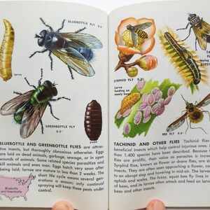 Insects or Insect Pests Golden Guide Book, Choice of One Field Guide ...