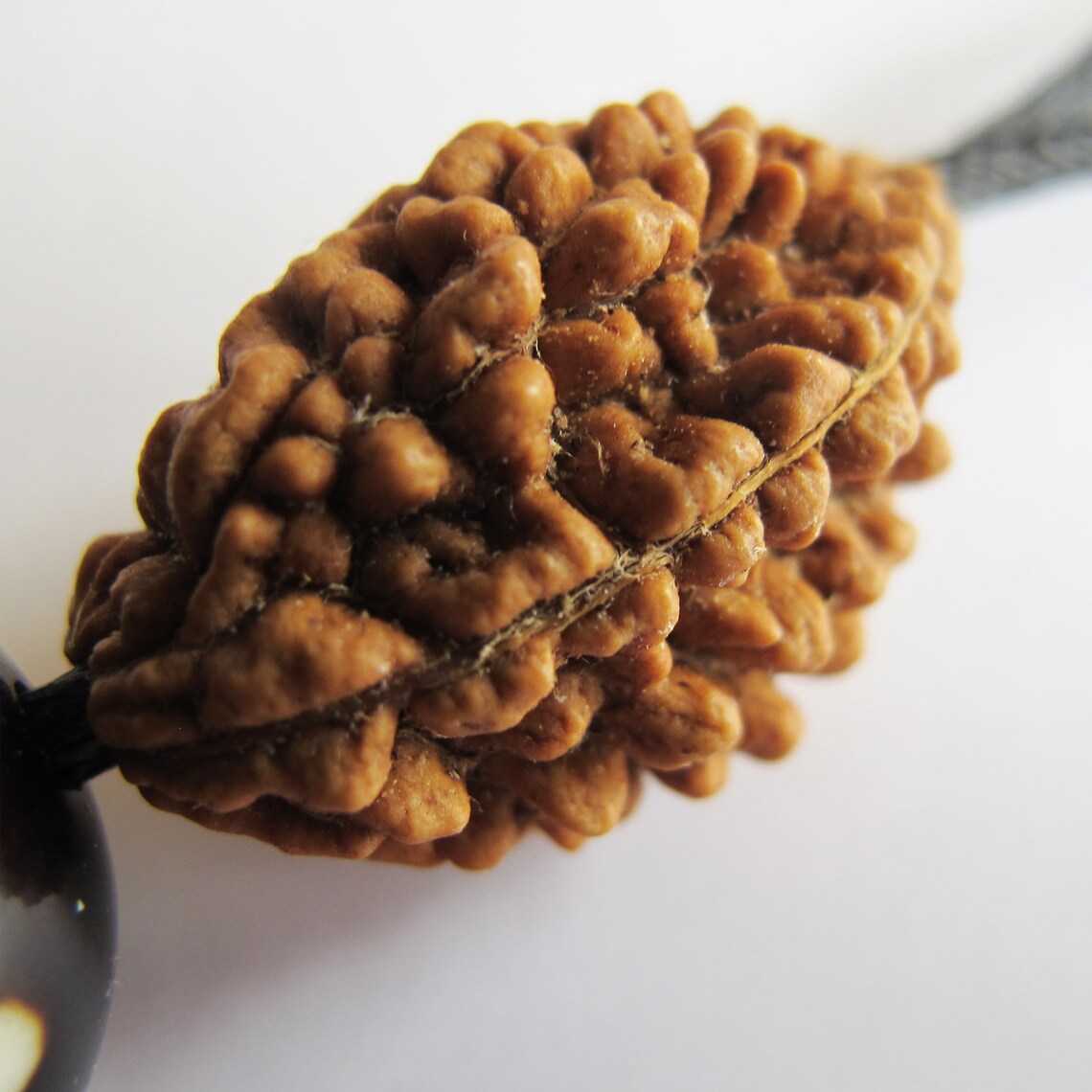 Single Rudraksha Seed - Etsy