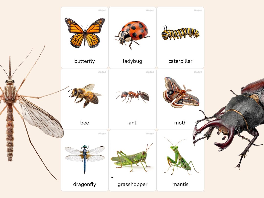 Insect Flashcards Printable, Bugs Learning Cards for Kids, Montessori ...
