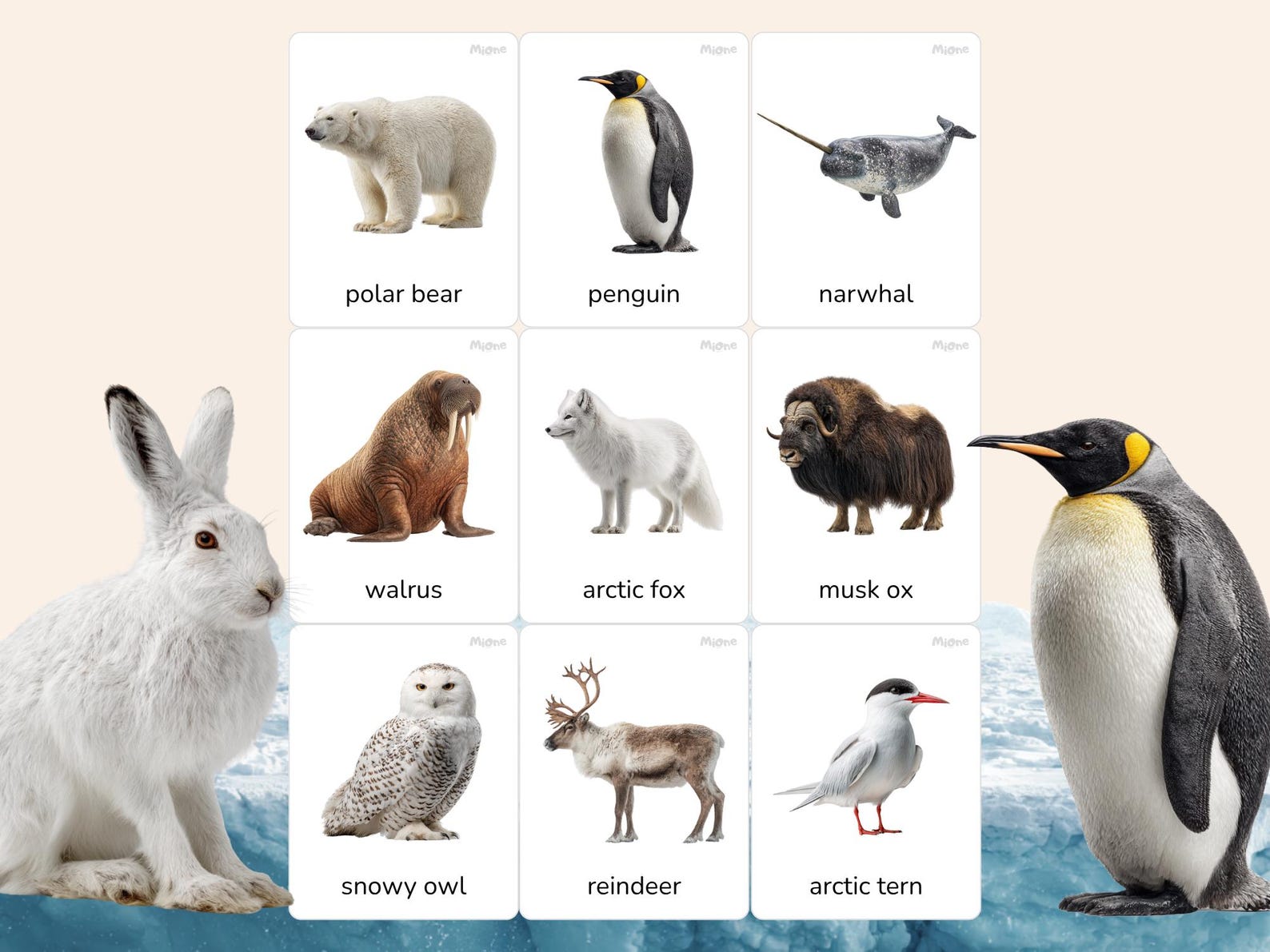 Polar Animals Flashcards Printable, Arctic Animals for Kids, Montessori ...