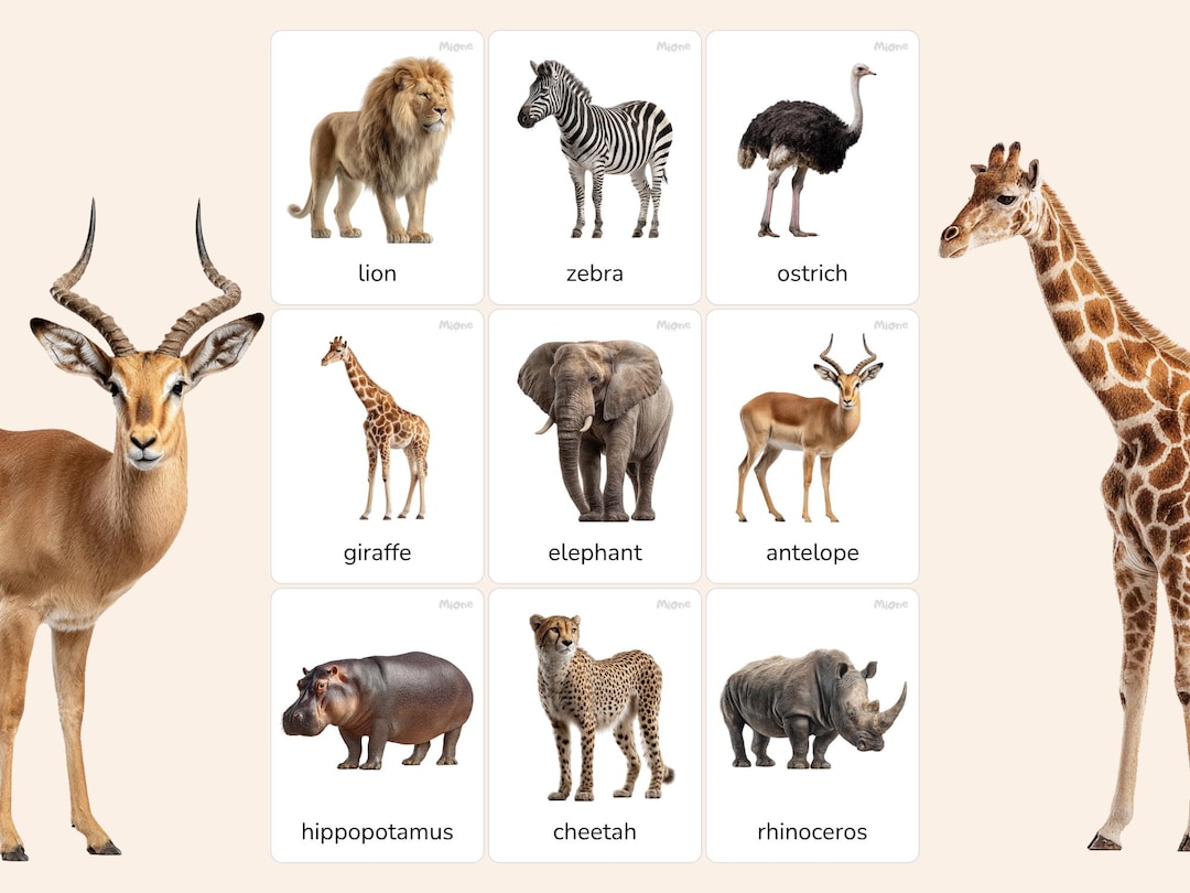 Safari Animals Flashcards Printable, African Animal Cards, Montessori ...