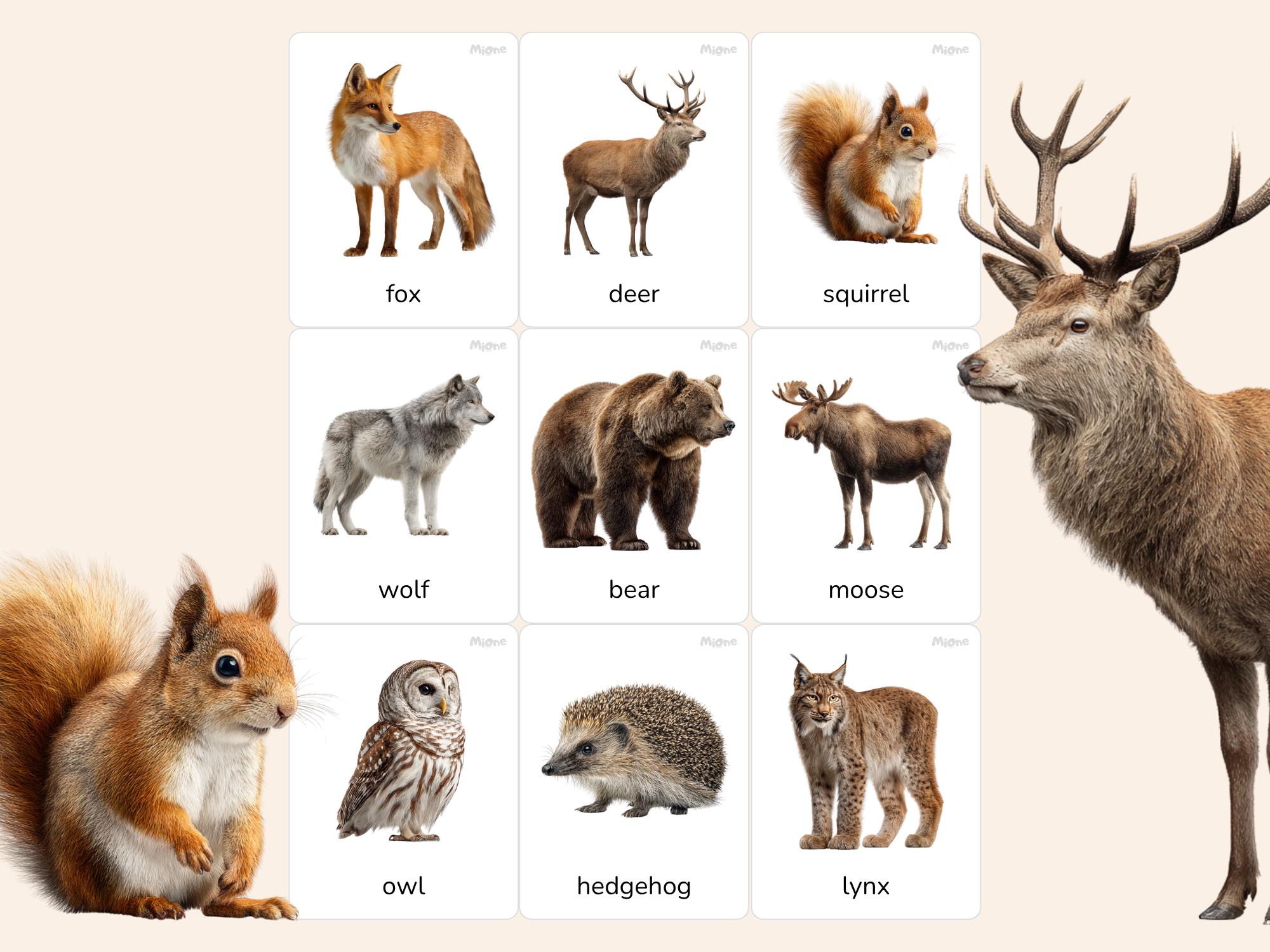 Forest Animals Flashcards Printable, Woodland Animal Cards, Montessori ...