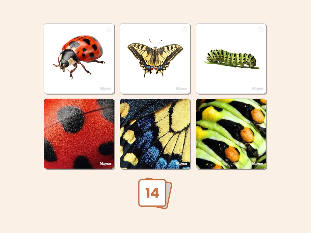 Insect Matching Cards | Bugs Printable | Montessori Preschool Activity ...