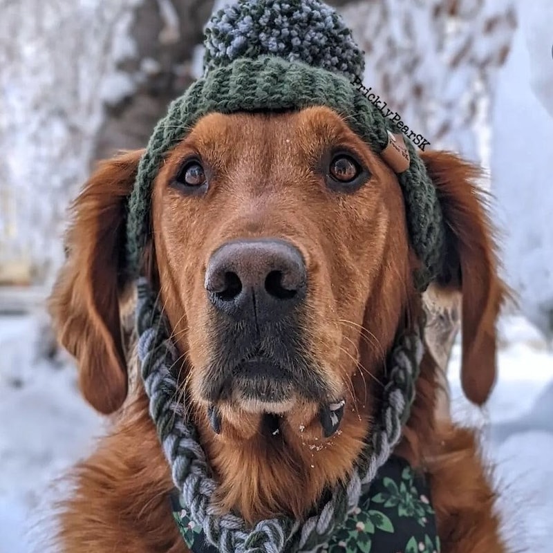 Crocheted Large Dog Hats - Etsy
