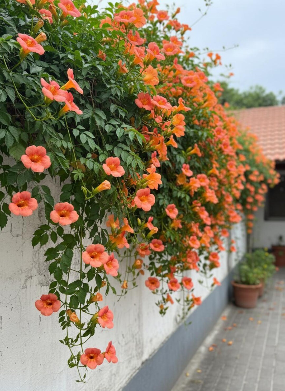 Chinese Trumpet Vine Seeds 100 Seeds per Pack | Hardy Garden Climber ...