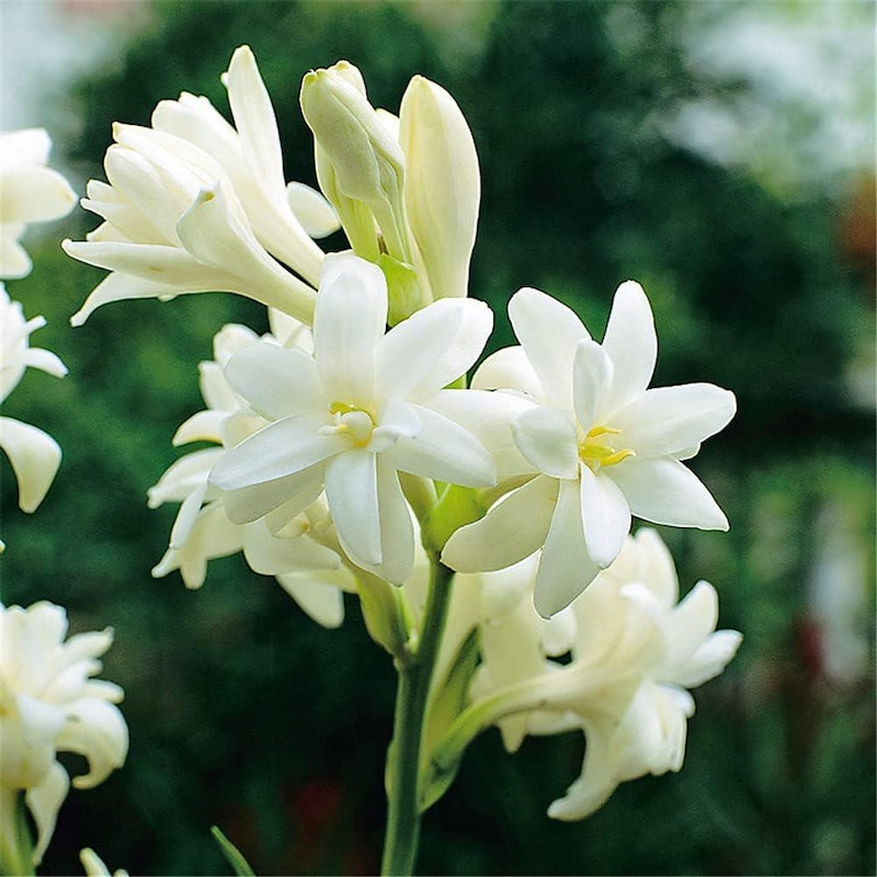 Rajnigandha Flower Plant - Etsy