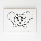 Pelvis Printable Updated Pelvic Bone Line Art Anatomy Illustration ...