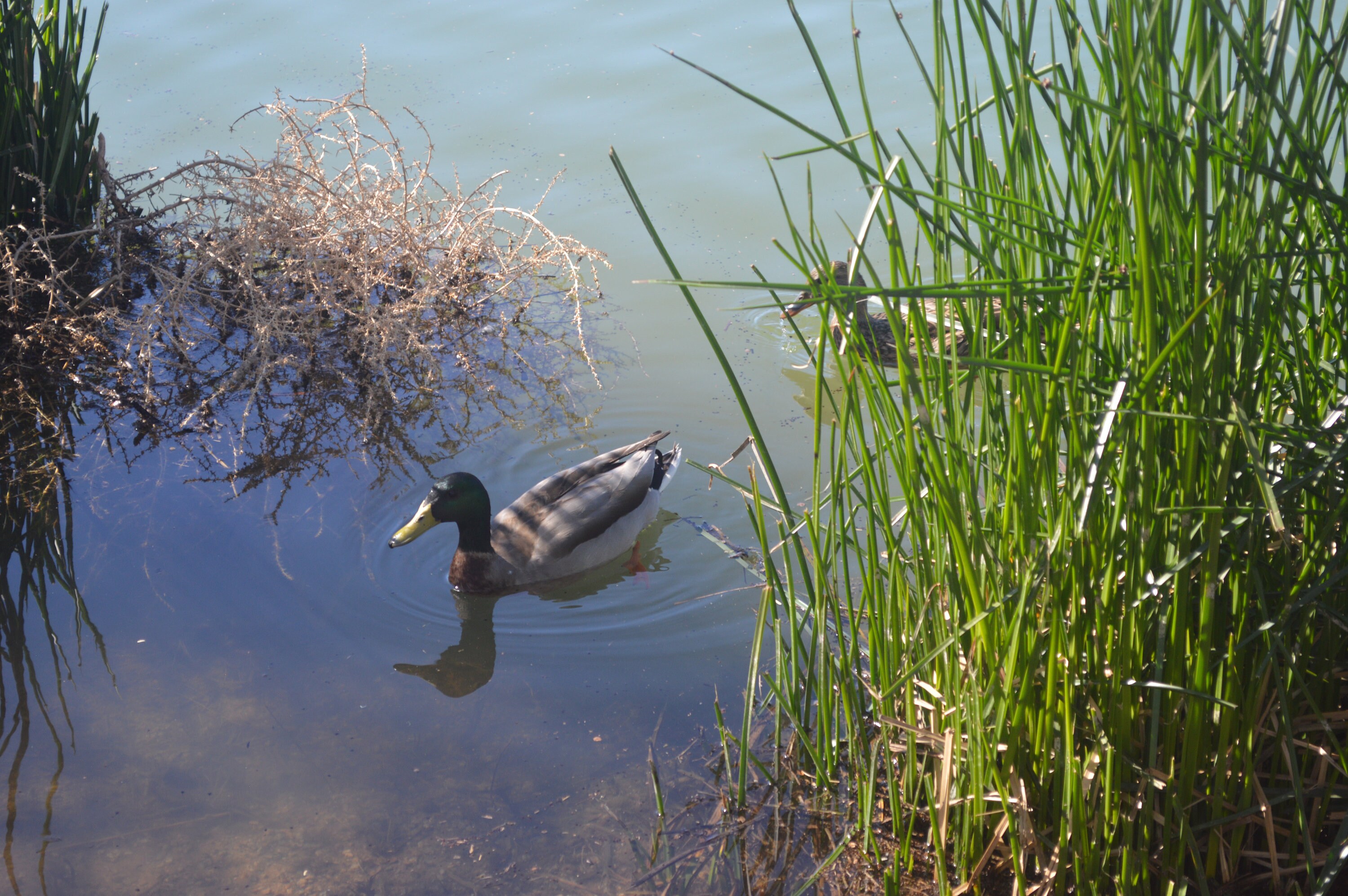 Pato nadando en la imagen de archivo del estanque | Etsy