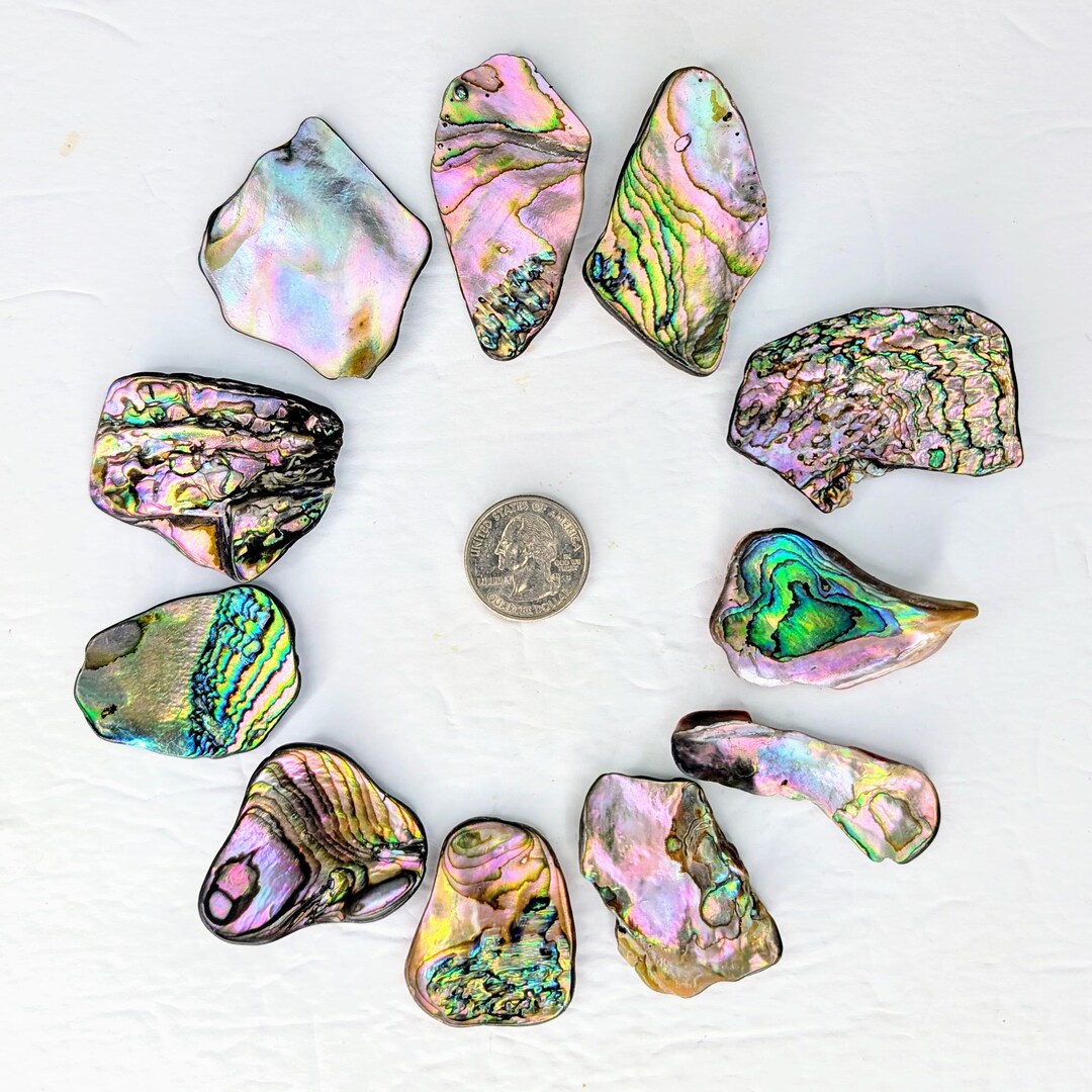 Genuine Beach Sea Abalone Shell Pieces Gorgeous Abalone for Jewelry Art ...