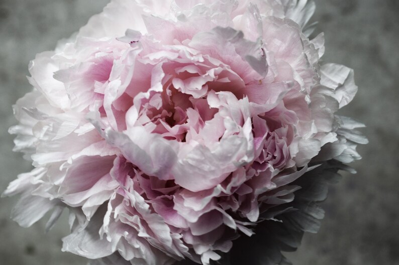 Peony Passion. Floral Photography Canvas Print Shabby Chic | Etsy