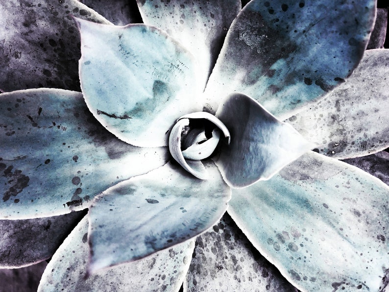 Blue Agave Print, Agave Art, Agave Canvas, Agave Art Print, Blue Agave ...