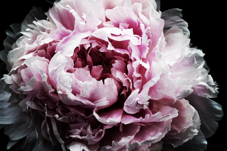 Peony Passion 2. Peony Photography Canvas Print Modern Black | Etsy