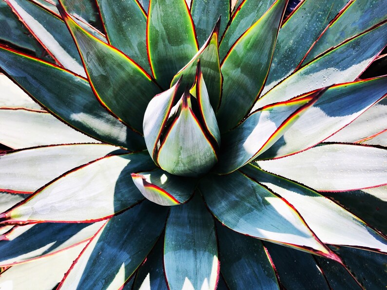 Green Garden Agave 2, Agave Wall Decor, Cactus Print, Green Succulent ...