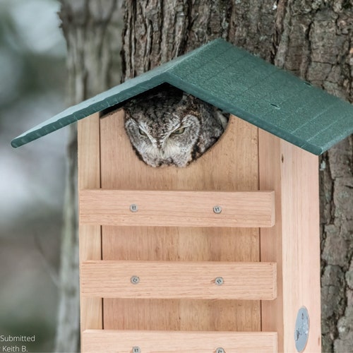 Owl Nesting Box Handmade | Etsy