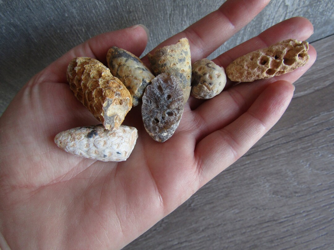 Pine Cone Fossil M42 - Etsy