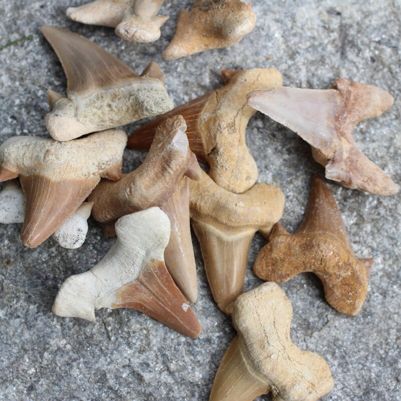 Shark Tooth Display - Etsy