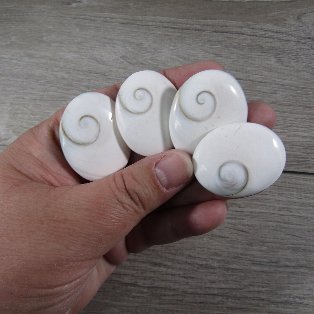 Shiva Eye Shell Shaped Oval Disk M33 - Etsy