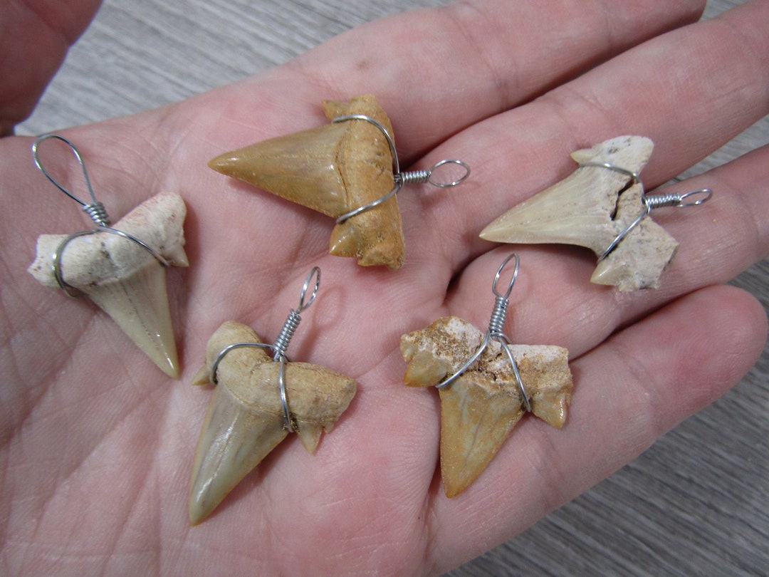 Shark Tooth Wire Wrapped Pendant P 57 - Etsy