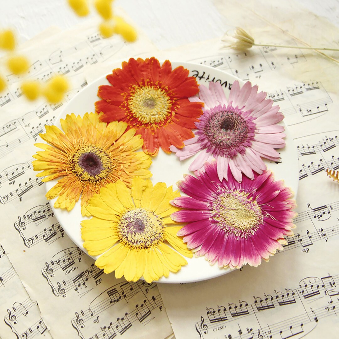 Gerbera Daisy Flower,pressed Flowers,color Dried Flowers for Resin ...