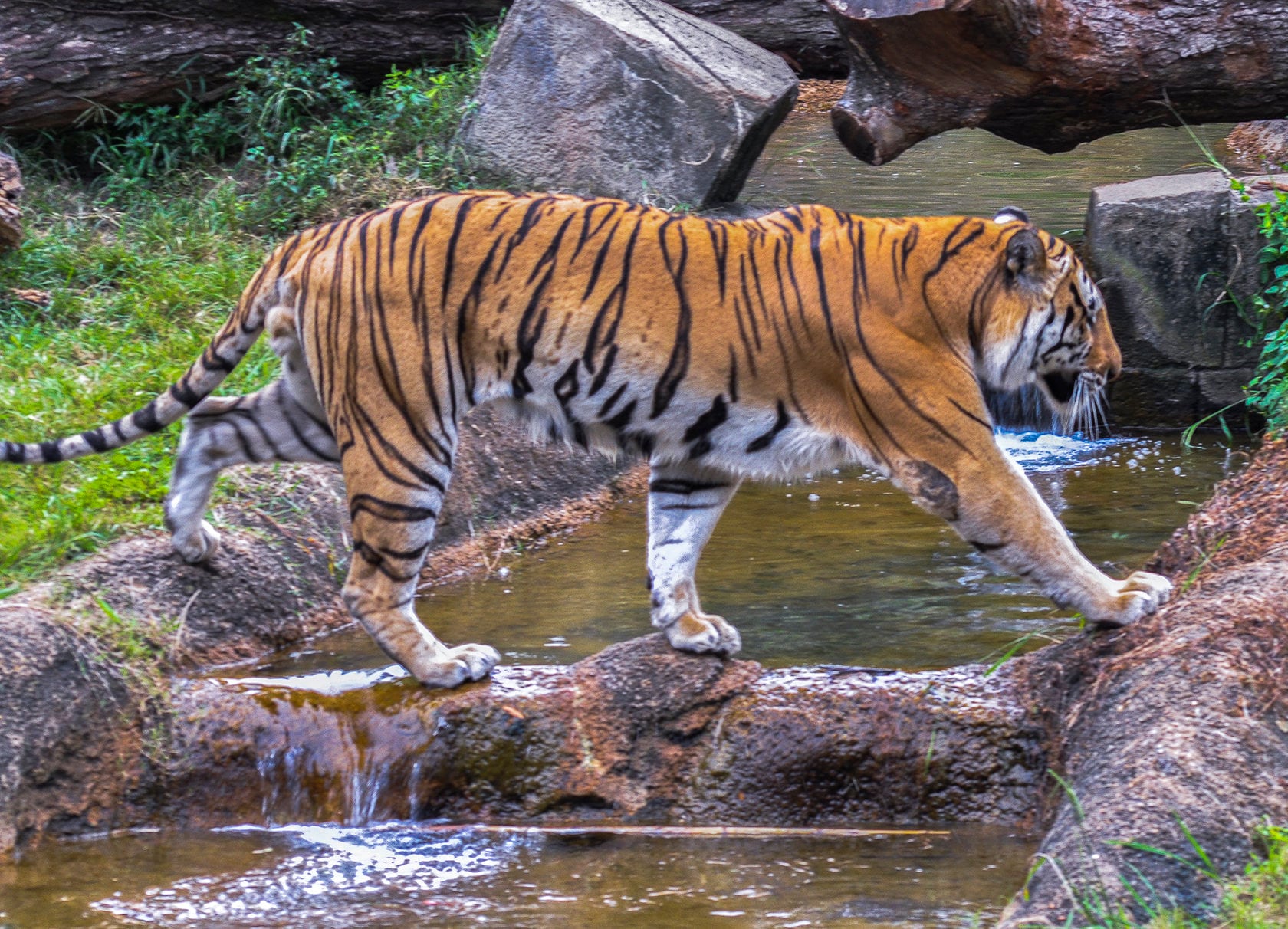 Tropical Rainforest Bengal Tiger