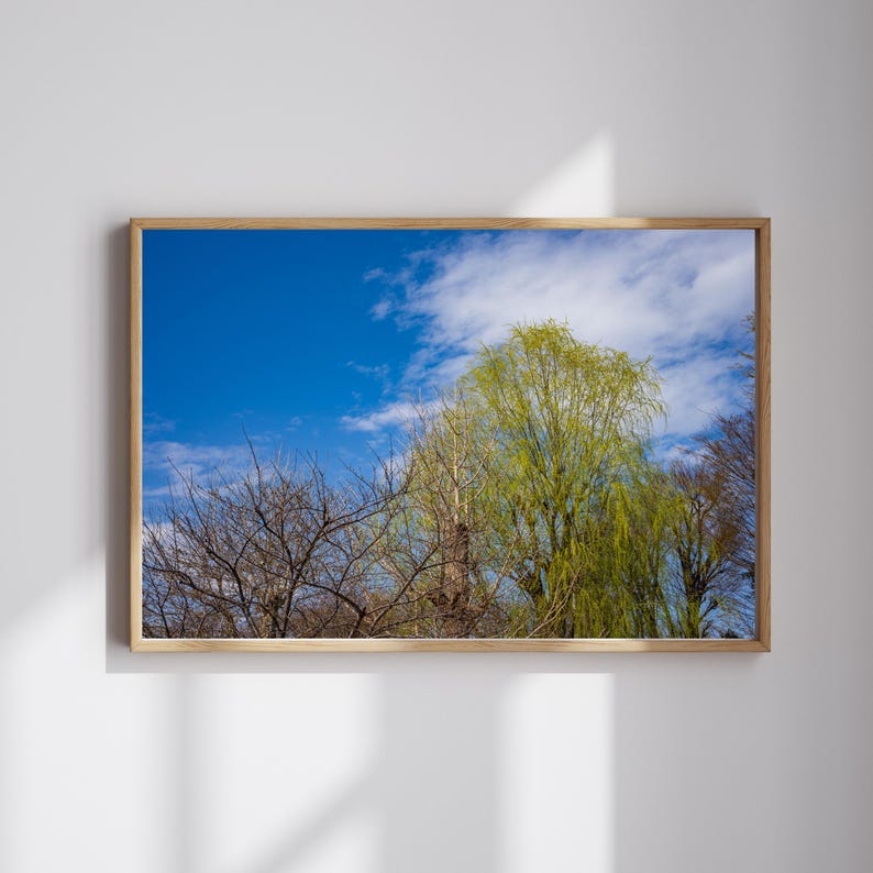 Spring Trees Desktop Wallpaper – Fresh Greenery, Blue Sky (digital ...